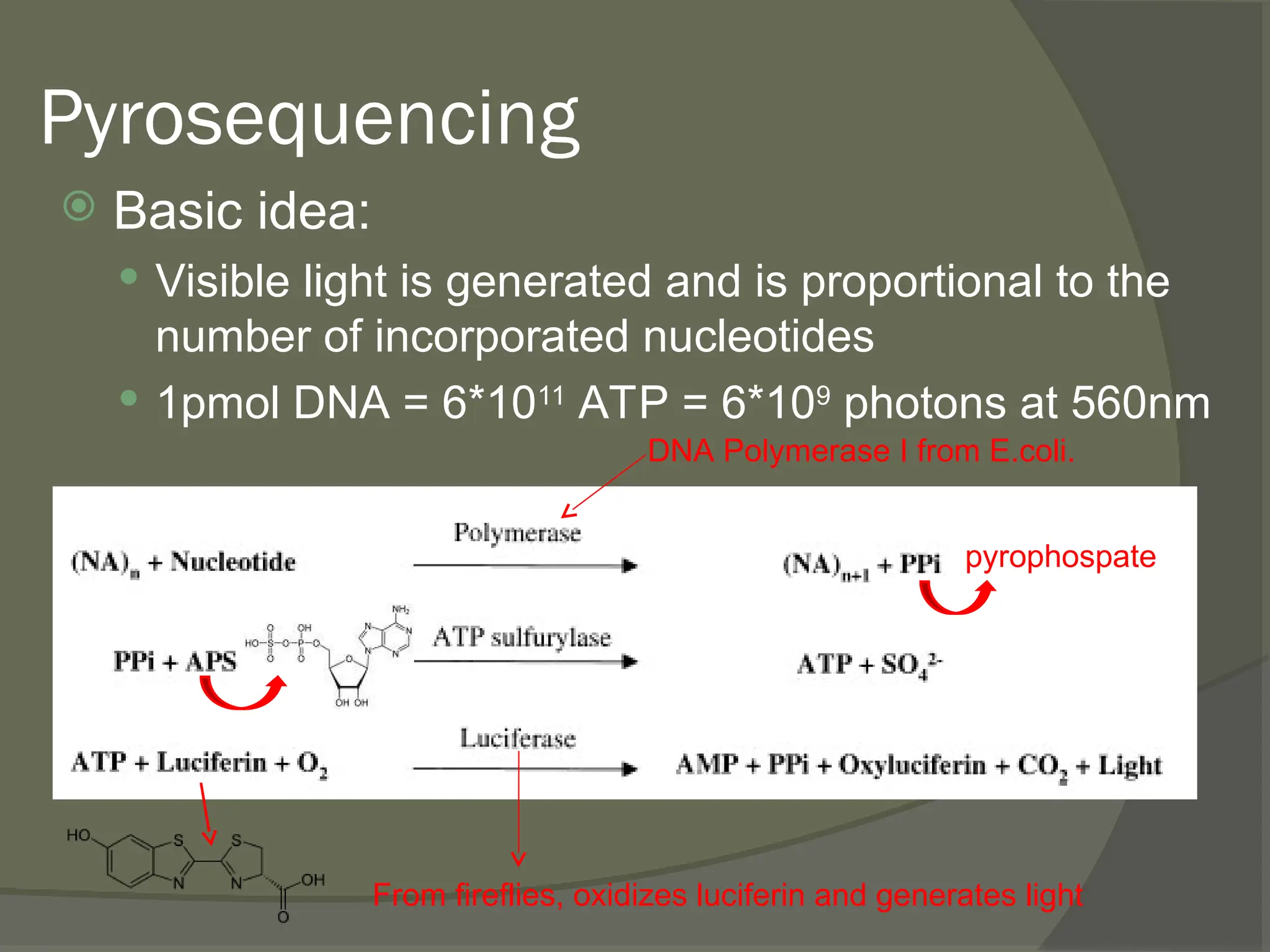 DNA Sequencing Methods includes all basic.ppt