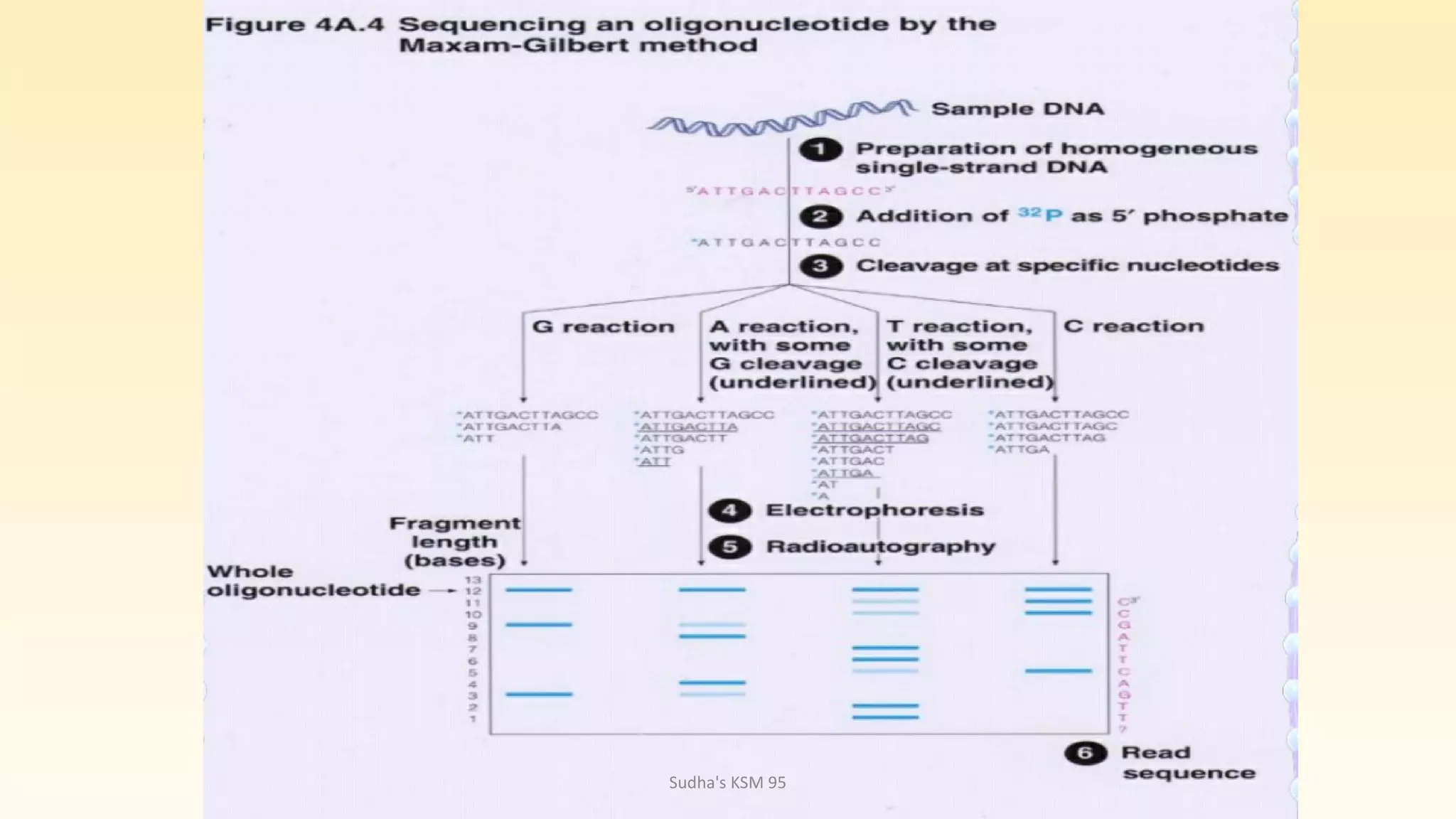 Dna sequencing methods sudha's | PPT | Genetics | Science