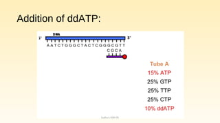 Dna sequencing methods sudha's | PPT