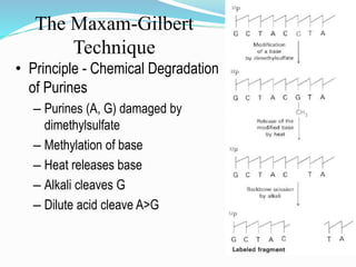 DNA SEQUENCING new.pptx | Chemistry | Science