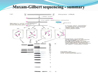 DNA SEQUENCING new.pptx | Chemistry | Science