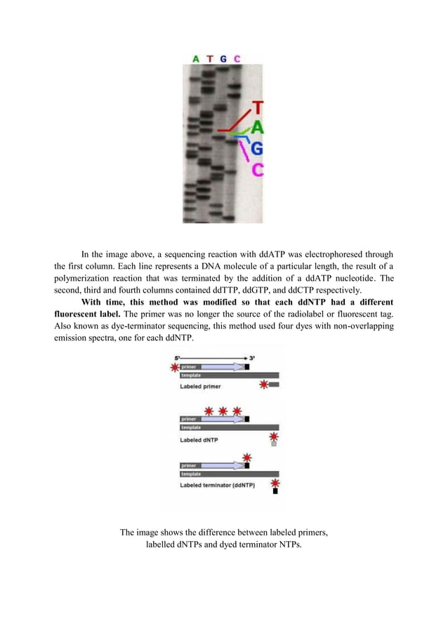-DNA Sequencing Notes.pdf | Biological Sciences | Science