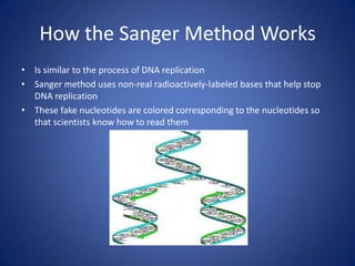 Dna sequencing powerpoint | PPTX