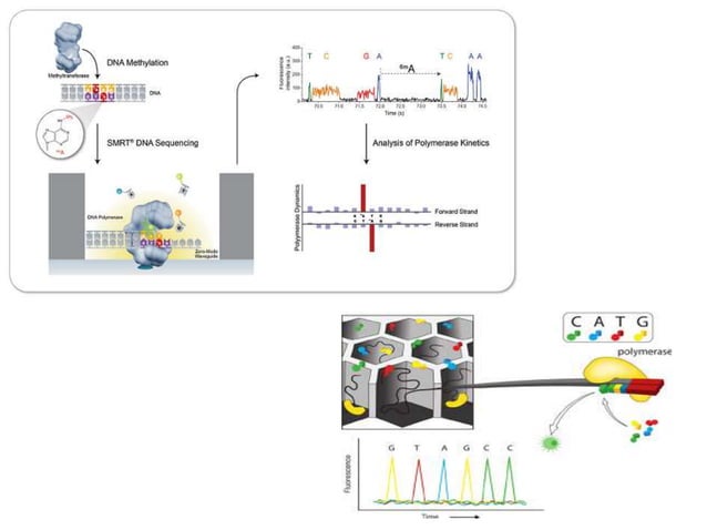 Dna sequencing ppt | PPTX