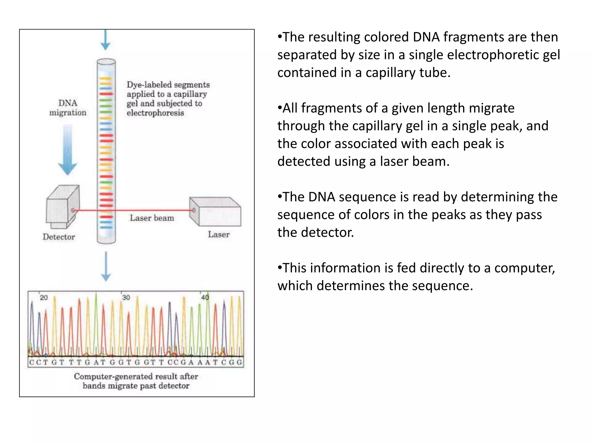 Dna sequencing techniques | PPTX | Chemistry | Science
