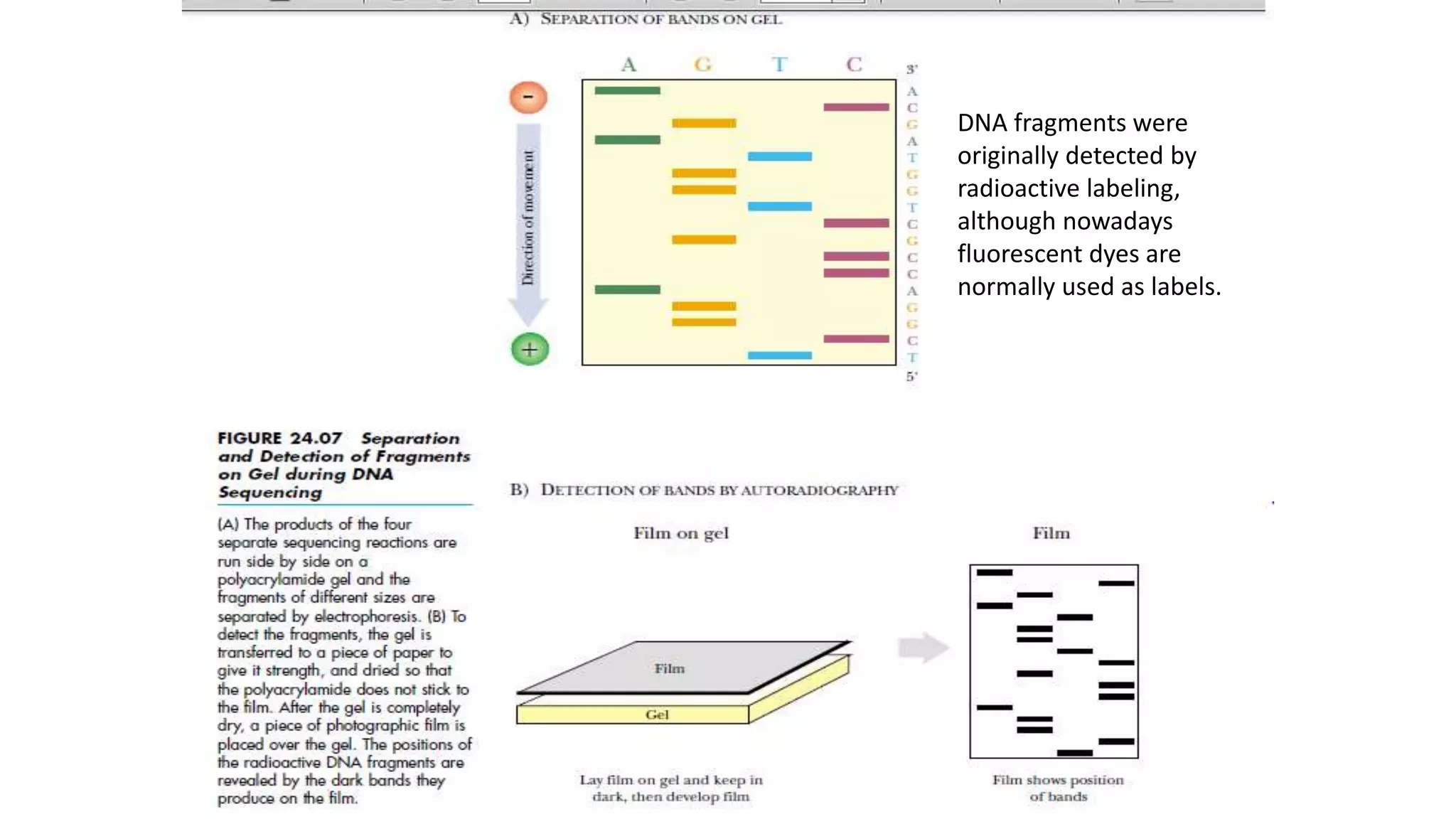 Dna sequencing techniques | PPTX