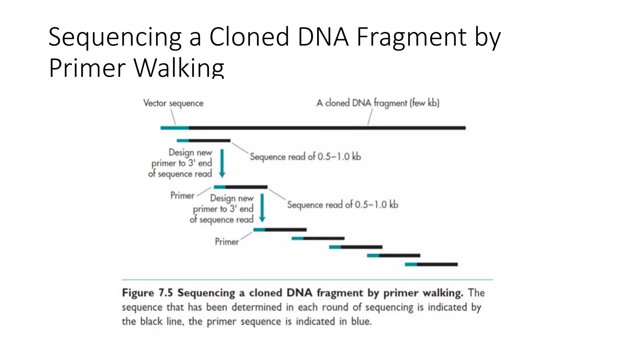 Dna sequencing techniques | PPTX