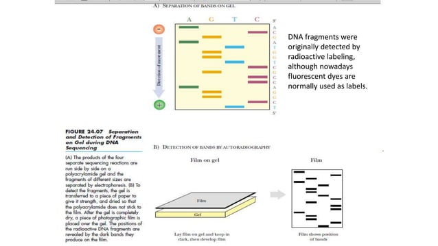 Dna sequencing techniques | PPTX