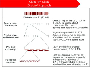 Dna sequening | PPTX