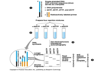 DNA sequencing by kk sahu sir | PPT