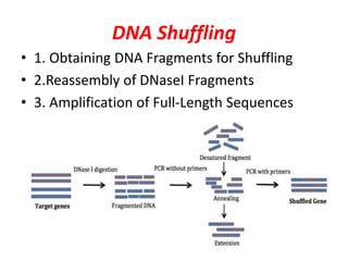Dna shuffling | PPTX