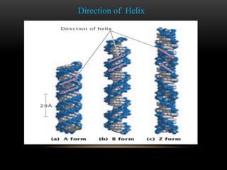 DNA_SLIDE ppt in detail with diagrams | PPTX