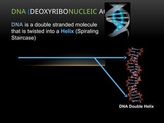 DNA_SLIDE ppt in detail with diagrams | PPTX