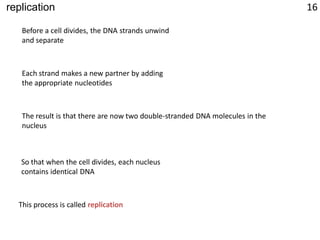 Dna slides | PDF