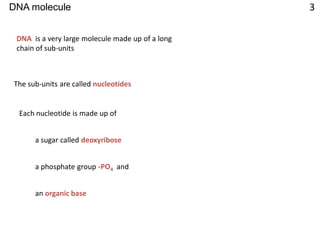 Dna slides | PDF