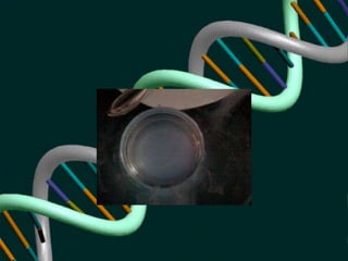 Dna Slideshow | PPTX