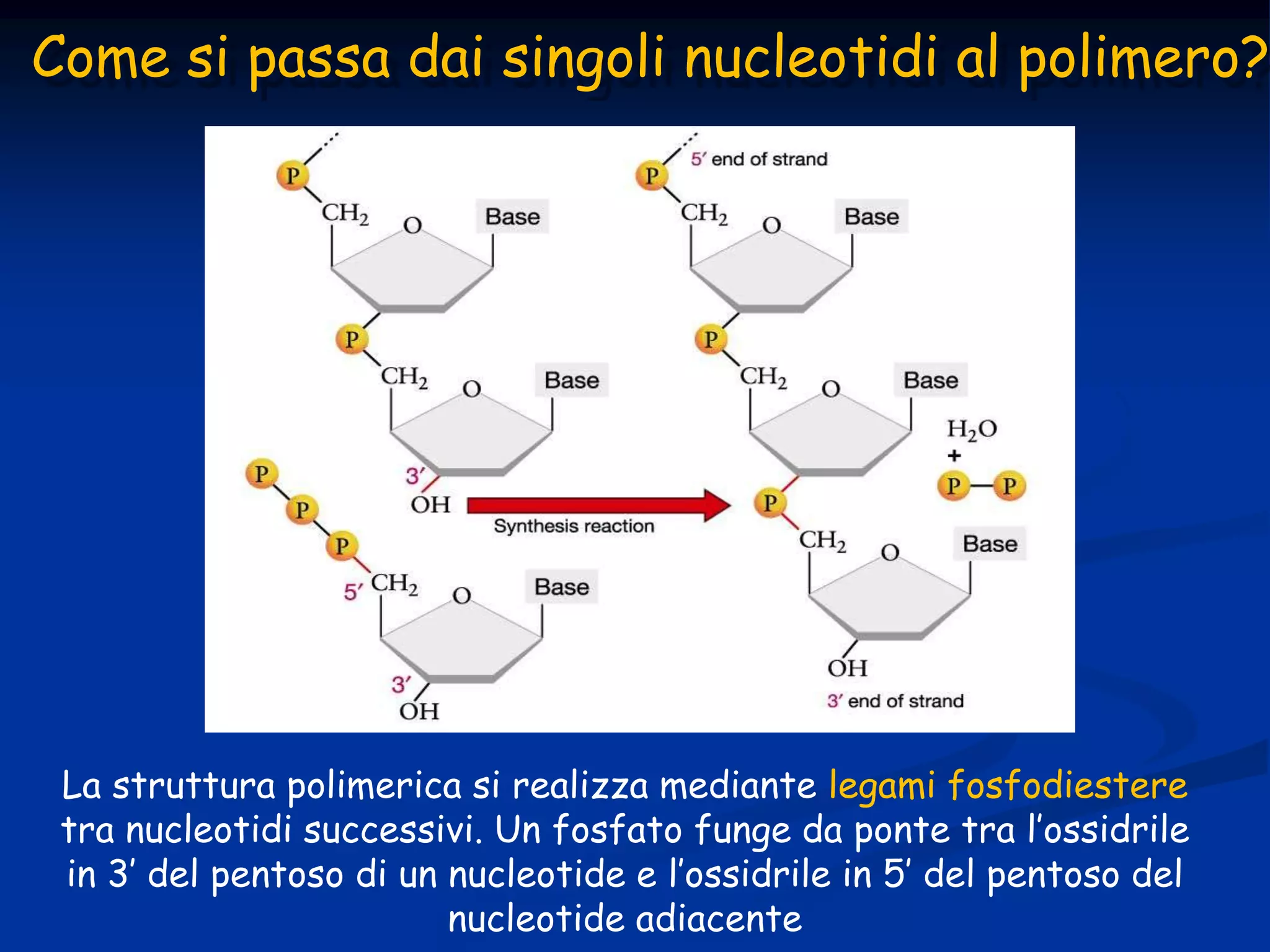 Il DNA: struttura, funzione e replicazione | PPTX