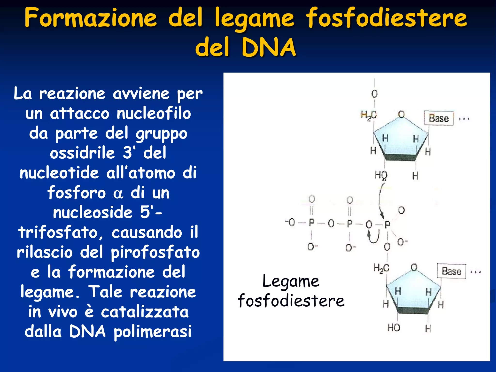 Il DNA: struttura, funzione e replicazione | PPTX