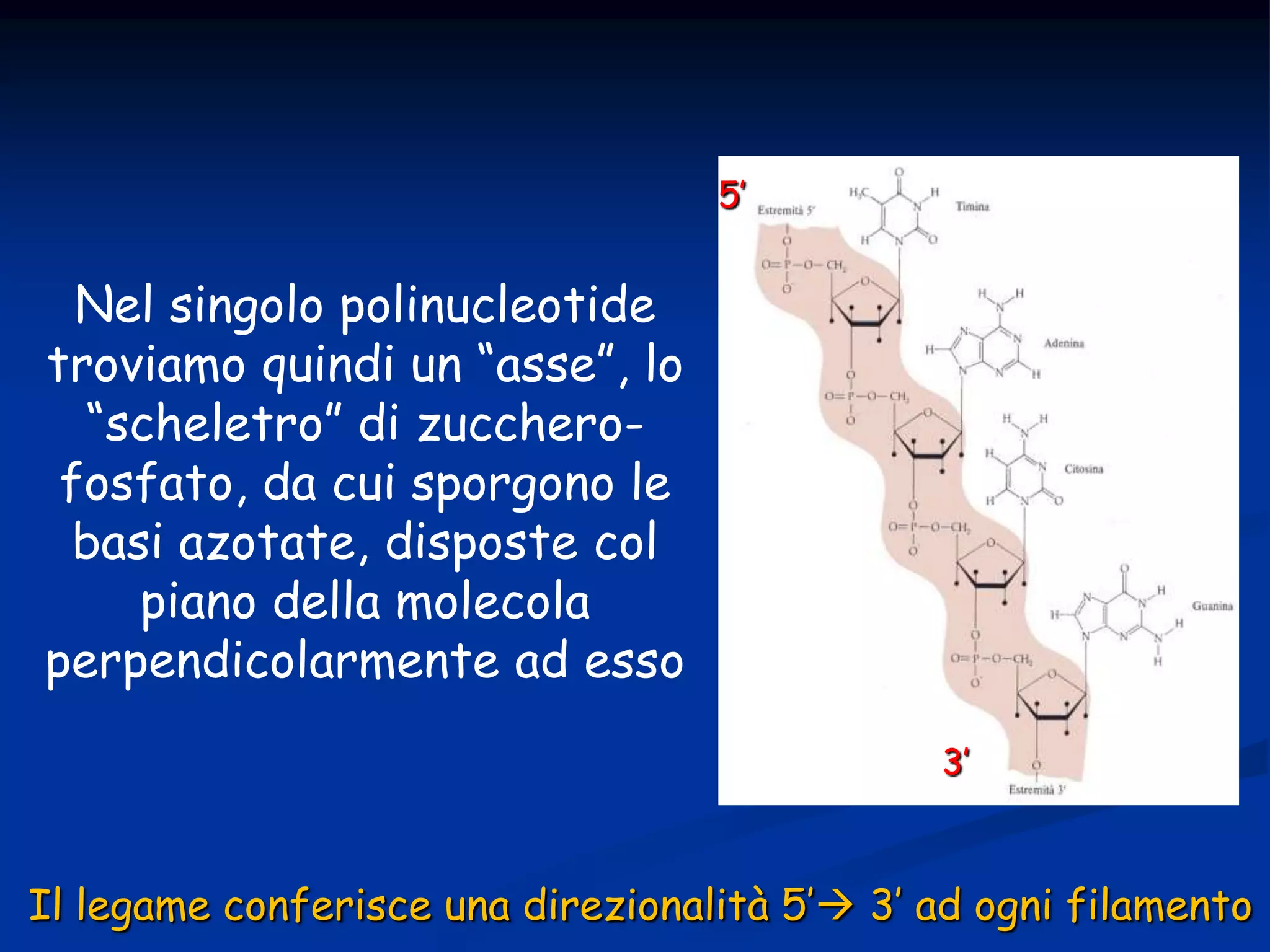 Il DNA: struttura, funzione e replicazione | PPTX