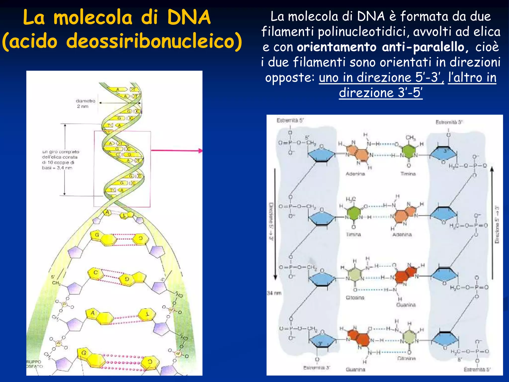 Il DNA: struttura, funzione e replicazione | PPTX