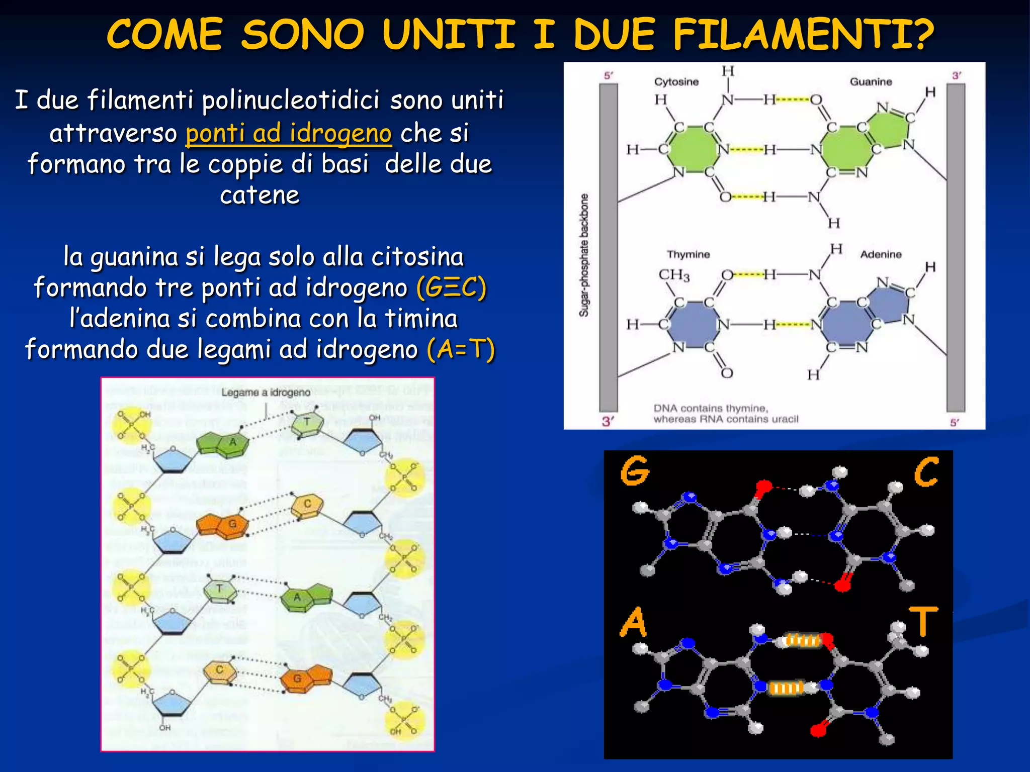 Il DNA: struttura, funzione e replicazione | PPTX