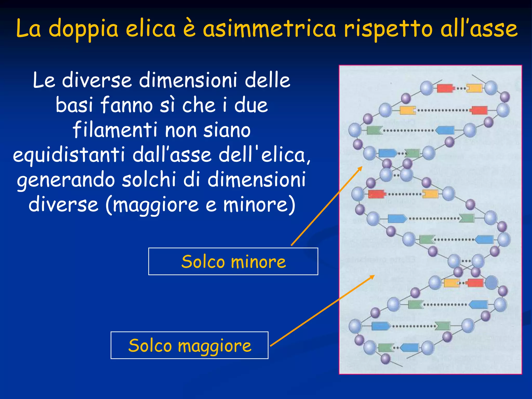 Il DNA: struttura, funzione e replicazione | PPTX