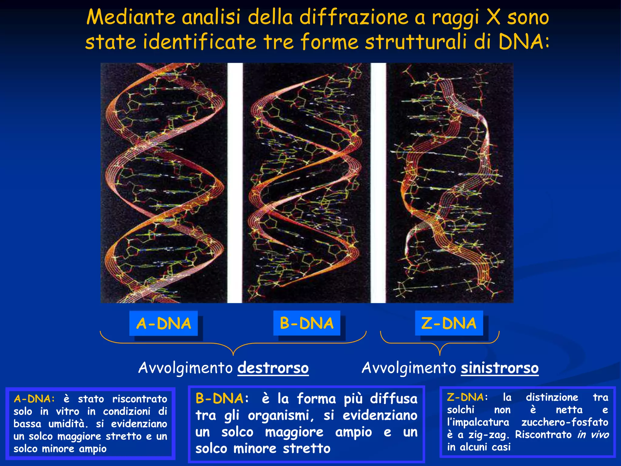 Il DNA: struttura, funzione e replicazione | PPTX