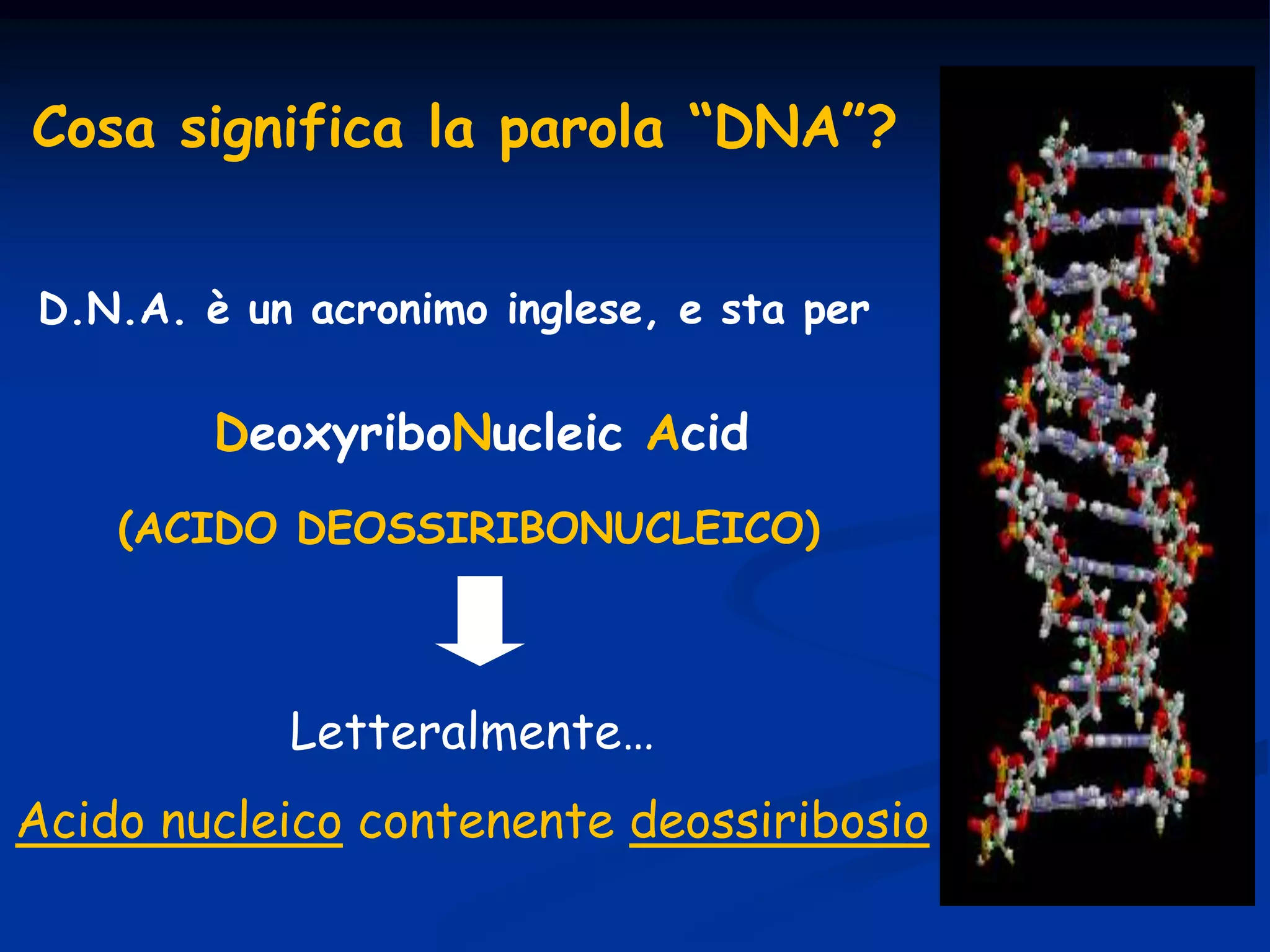 Il DNA: struttura, funzione e replicazione | PPTX