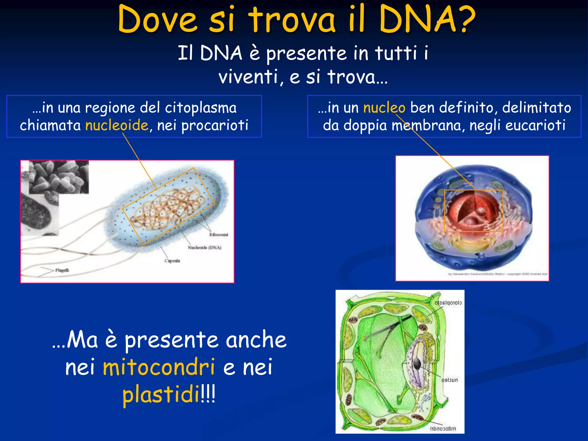 Il DNA: struttura, funzione e replicazione | PPTX