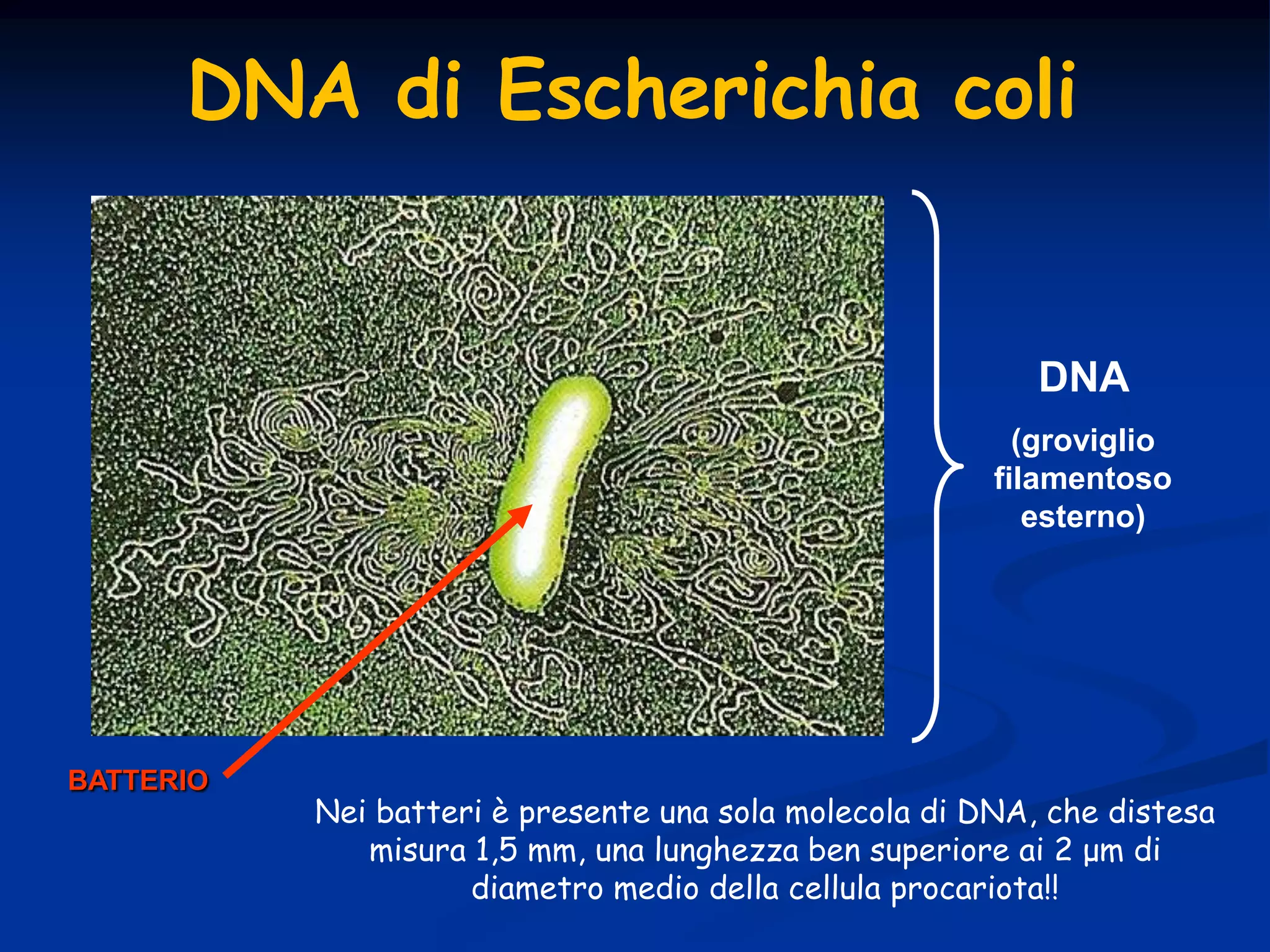 Il DNA: struttura, funzione e replicazione | PPTX