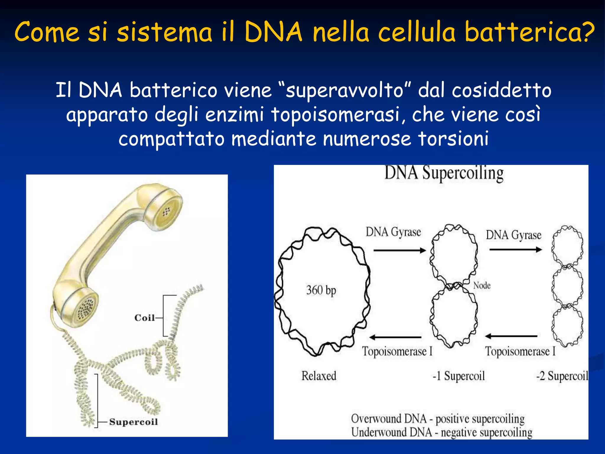 Il DNA: struttura, funzione e replicazione | PPTX