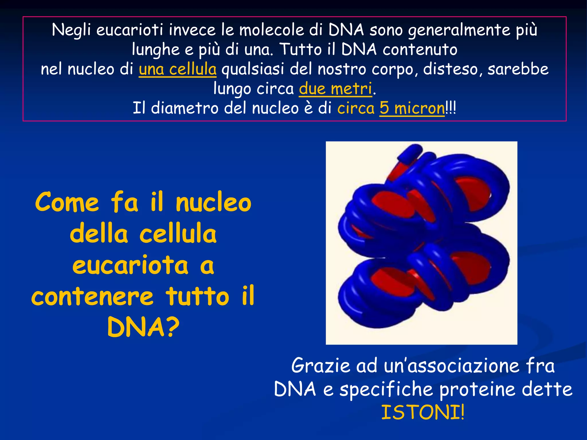 Il DNA: struttura, funzione e replicazione | PPTX