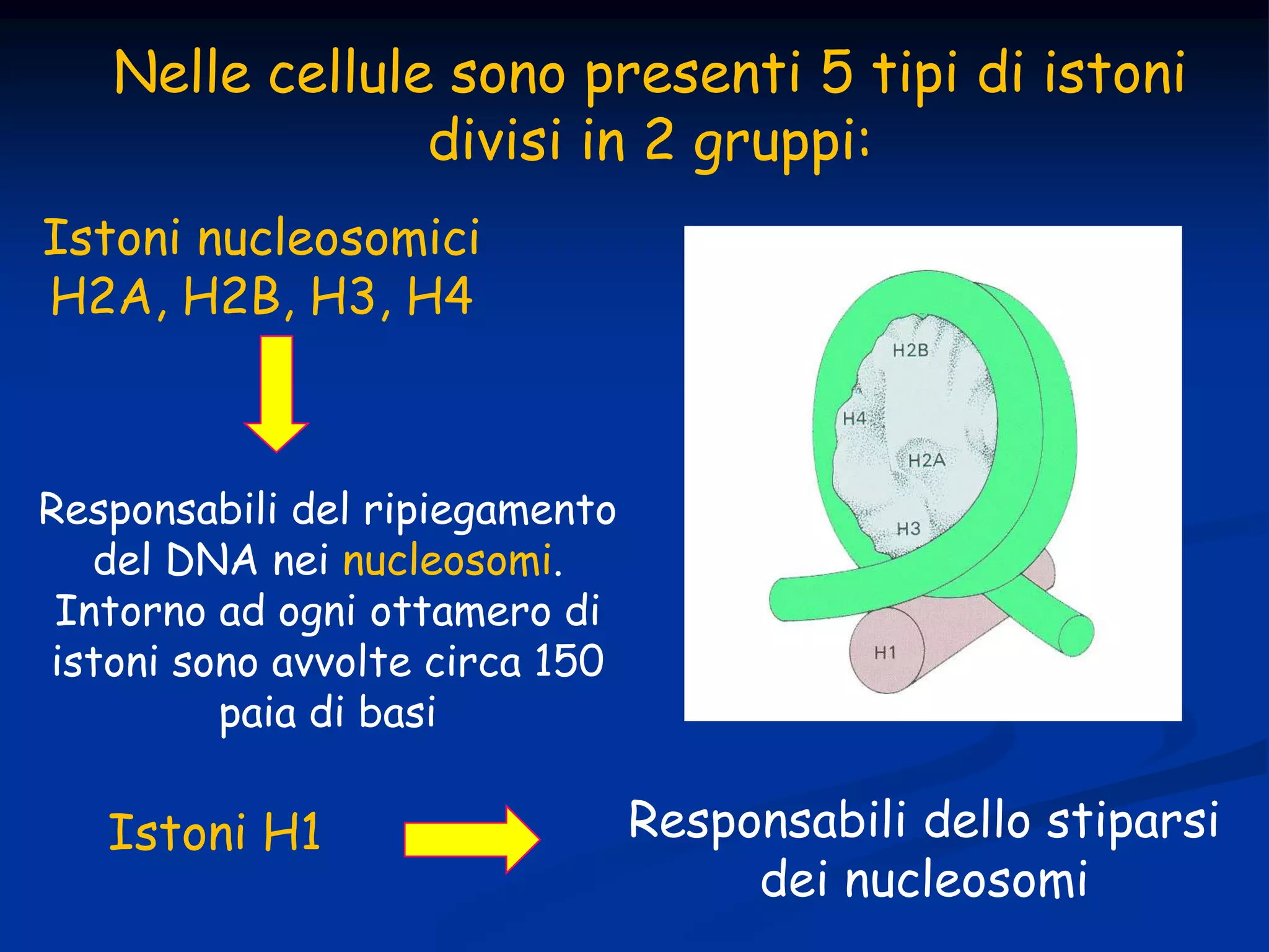 Il DNA: struttura, funzione e replicazione | PPTX
