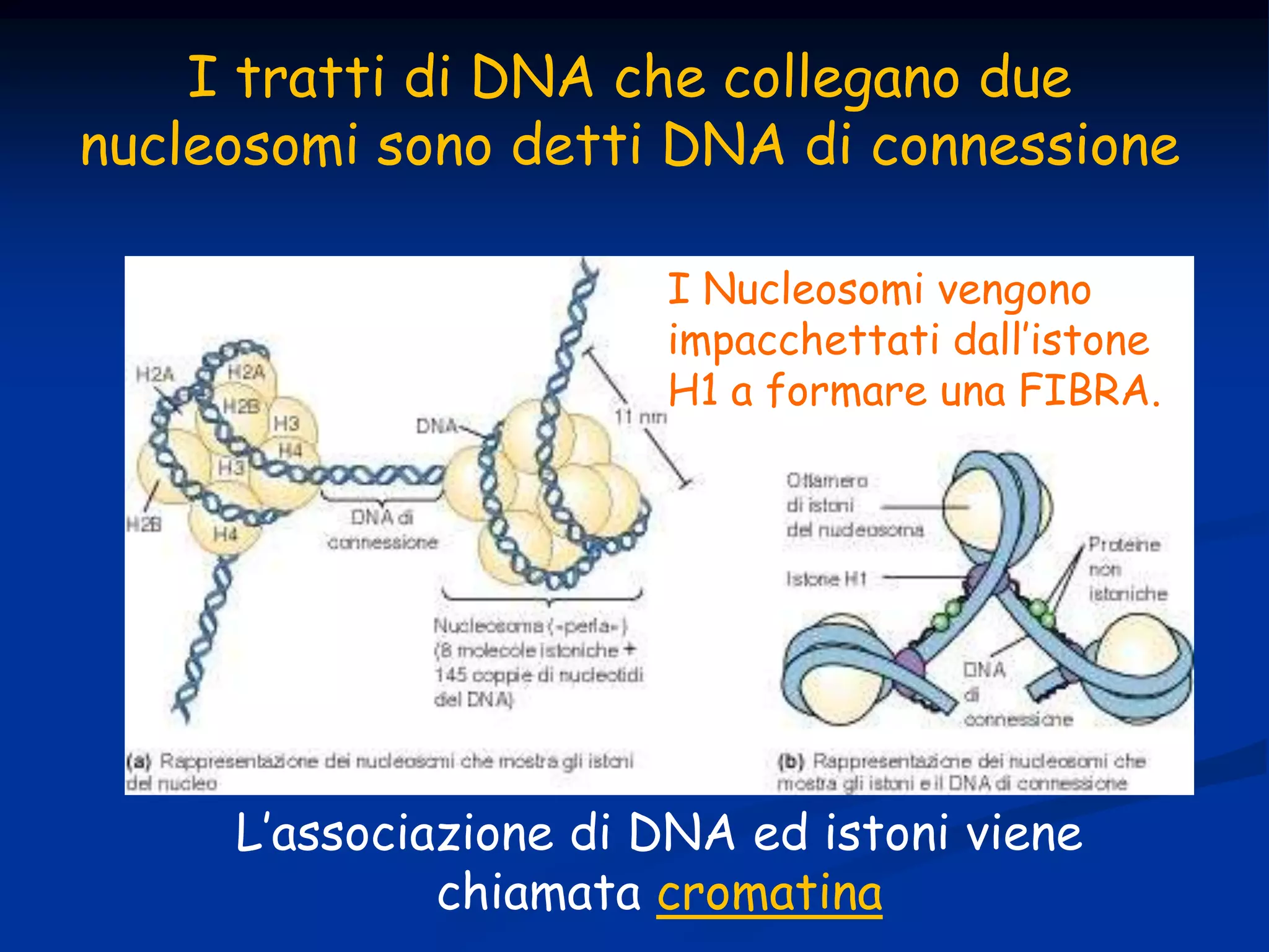 Il DNA: struttura, funzione e replicazione | PPTX