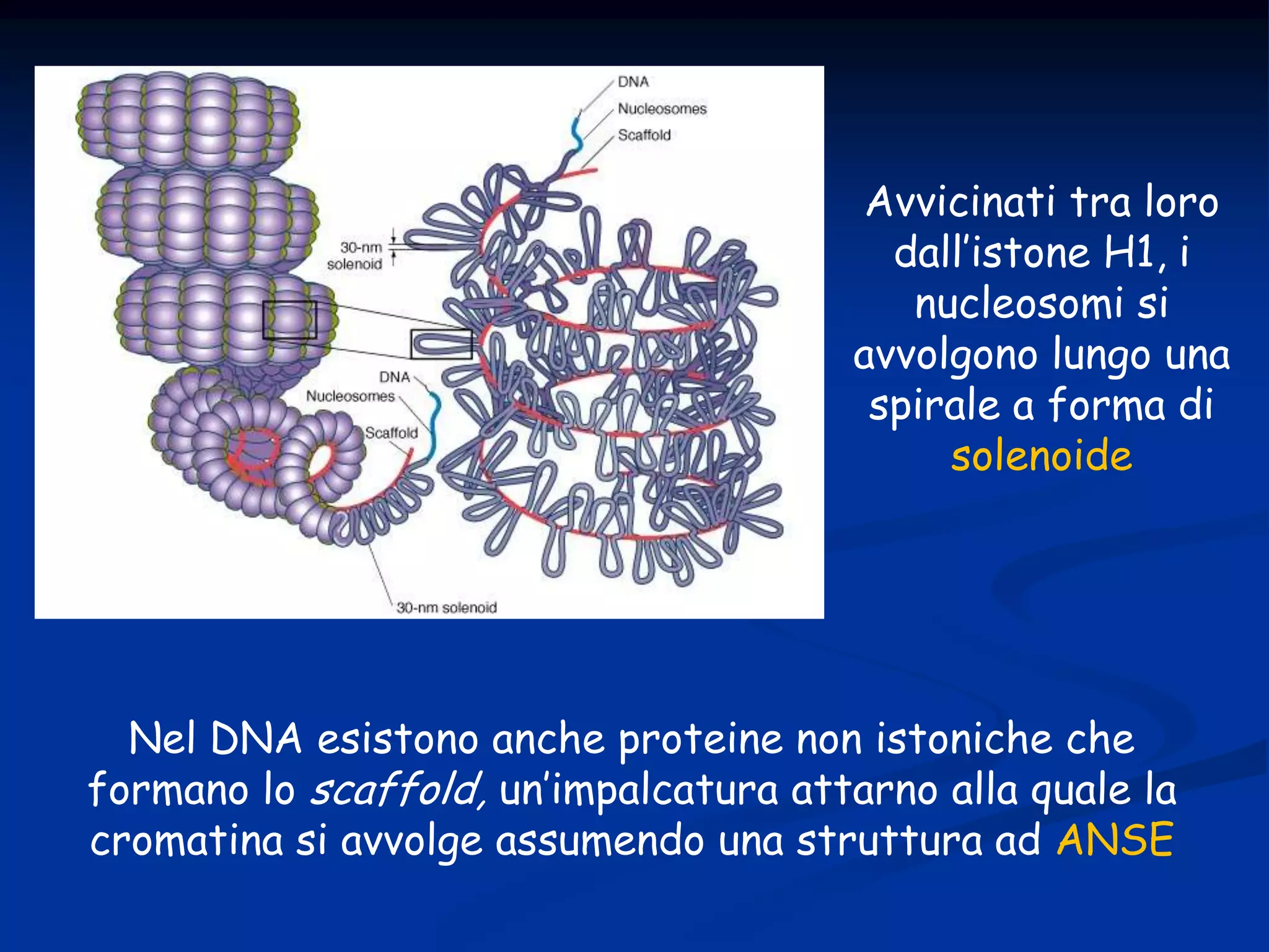 Il DNA: struttura, funzione e replicazione | PPTX