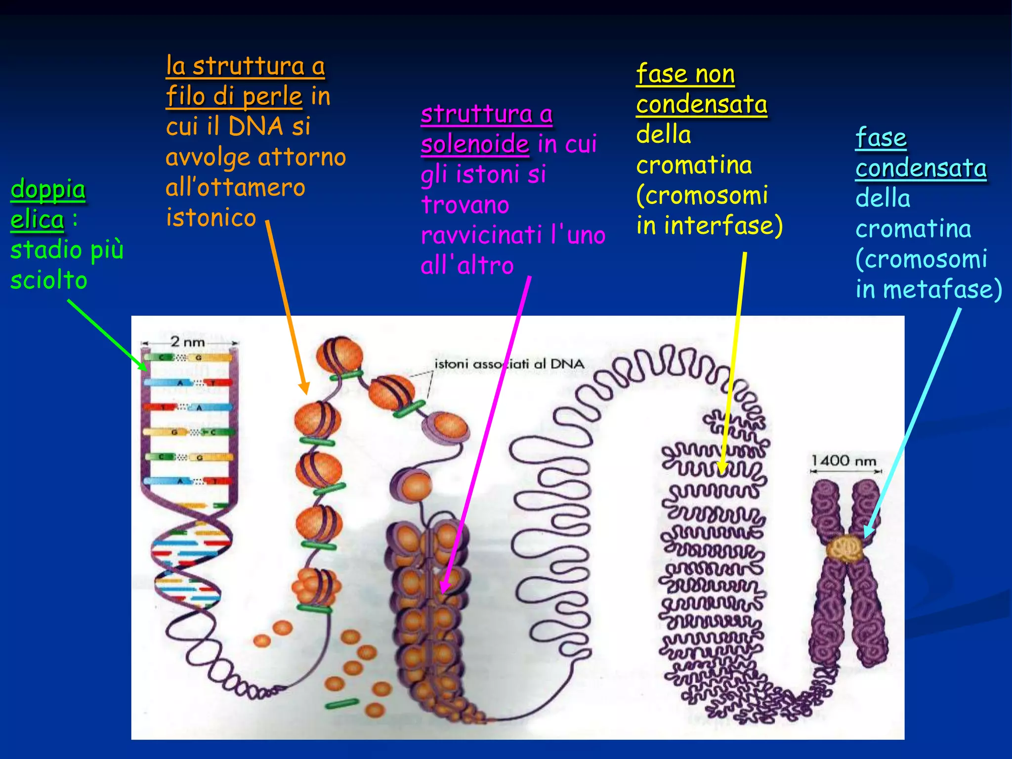 Il DNA: struttura, funzione e replicazione | PPTX