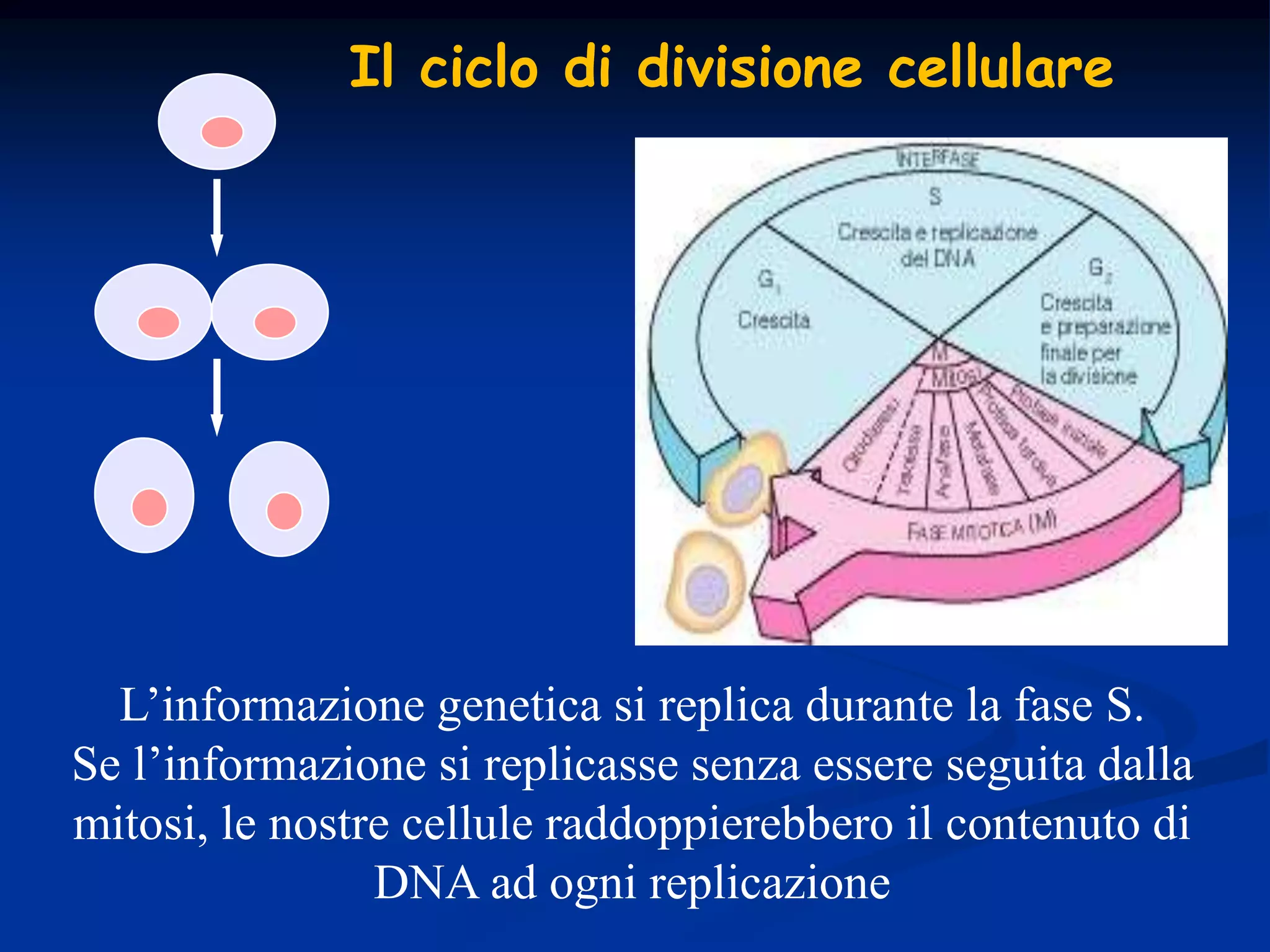 Il DNA: struttura, funzione e replicazione | PPTX