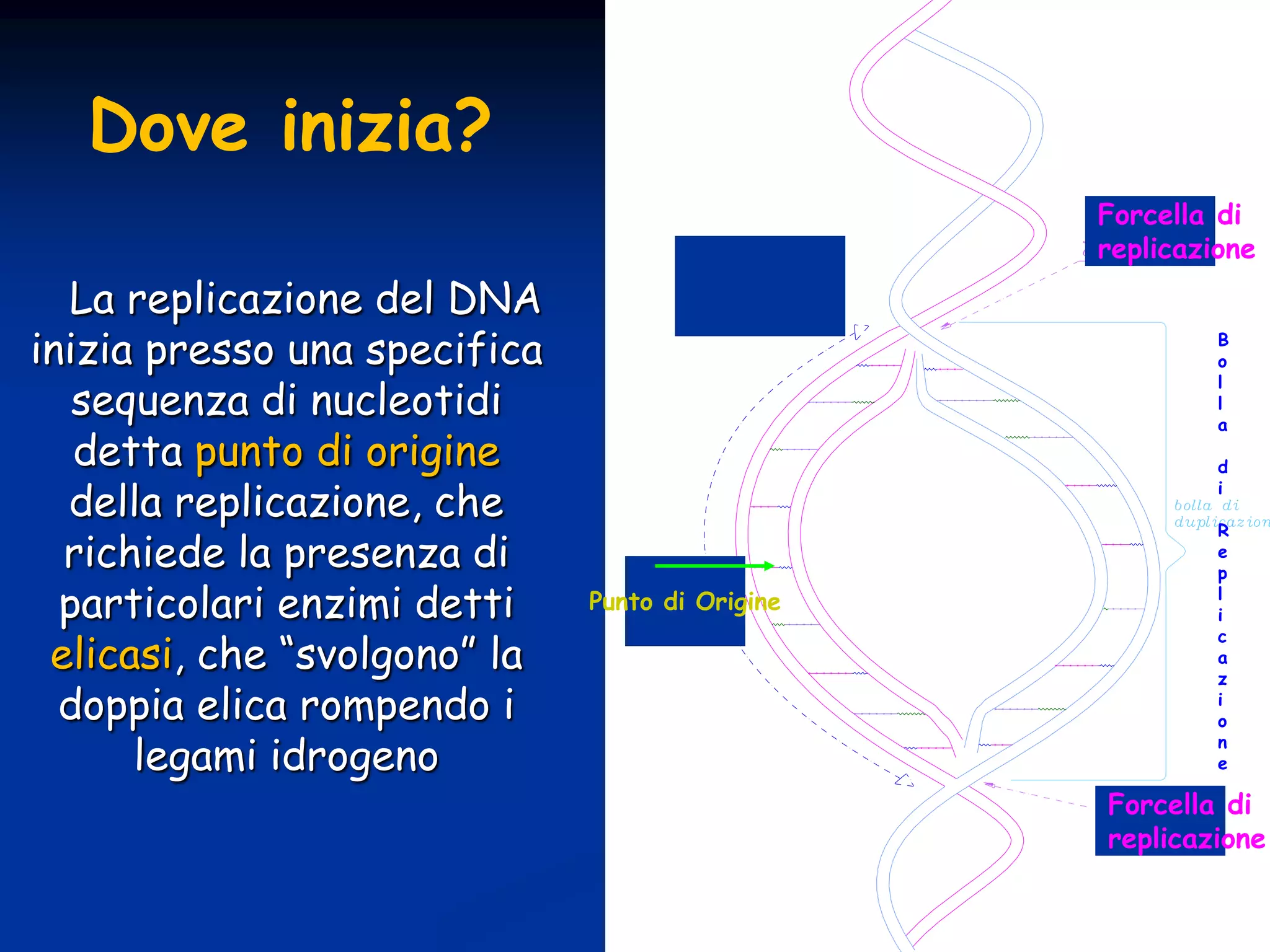 Il DNA: struttura, funzione e replicazione | PPTX
