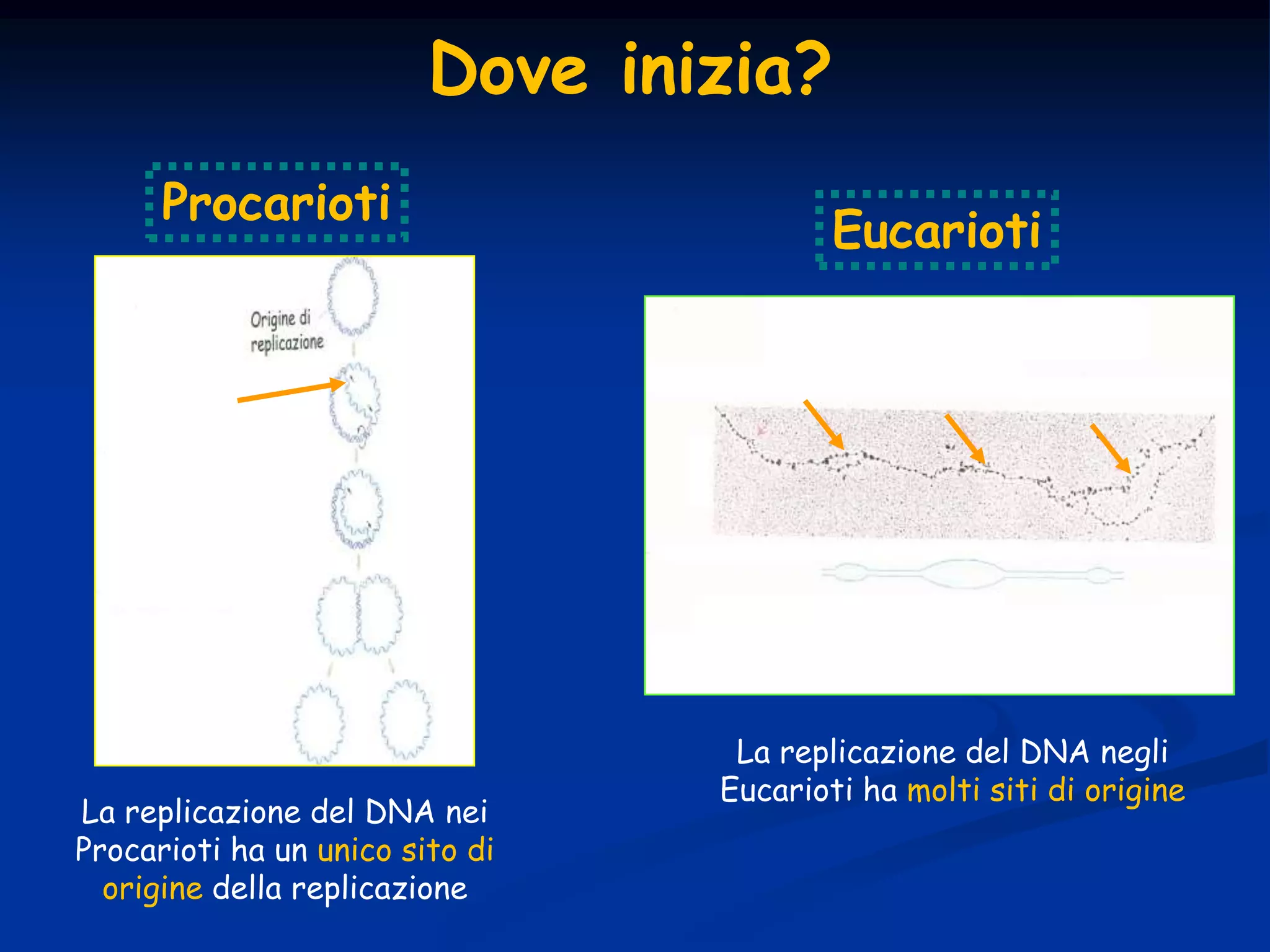 Il DNA: struttura, funzione e replicazione | PPTX
