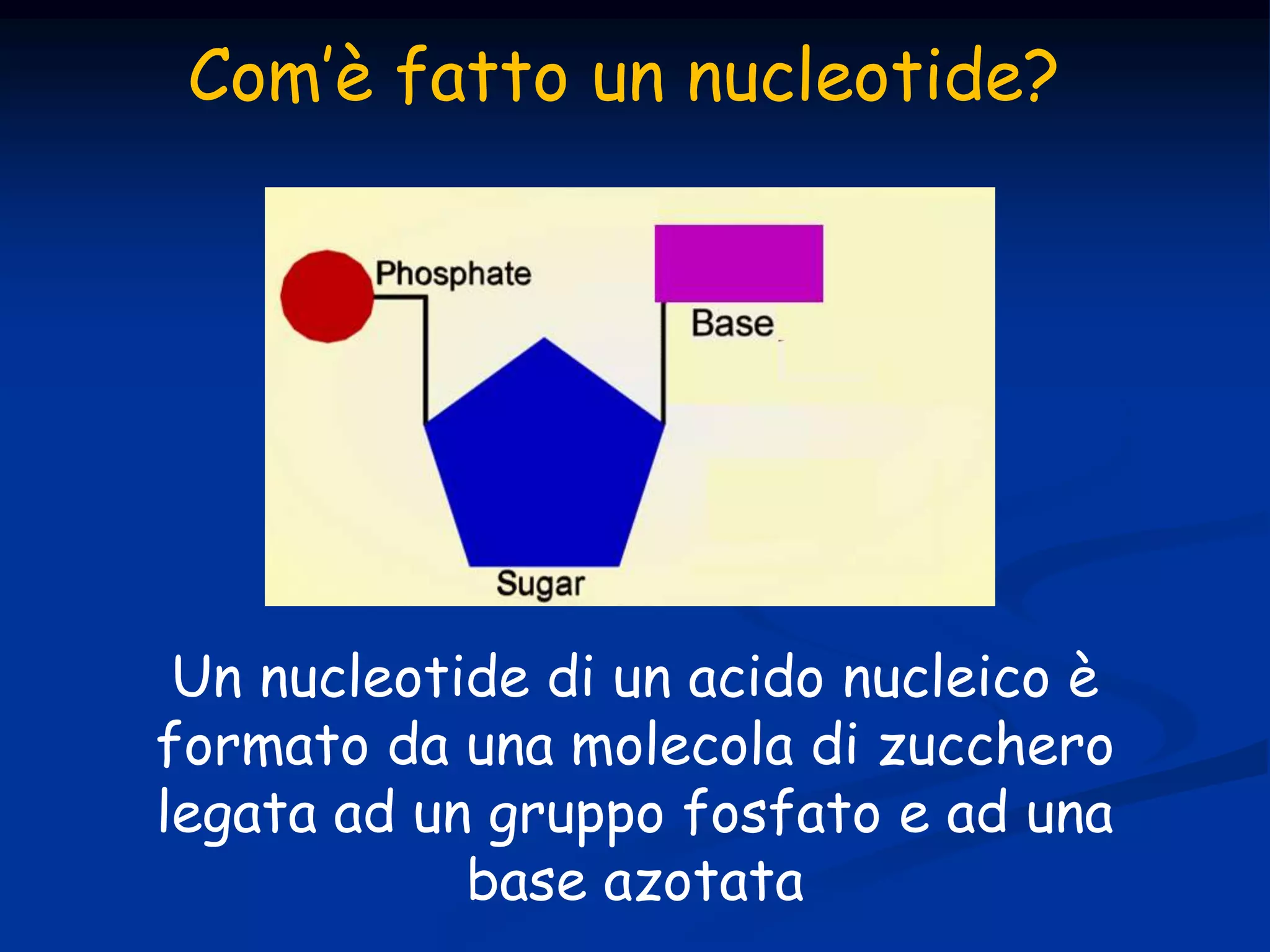 Il DNA: struttura, funzione e replicazione | PPTX