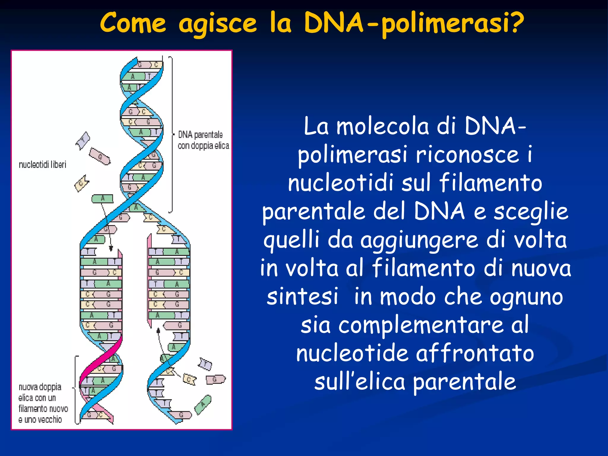 Il DNA: struttura, funzione e replicazione | PPTX