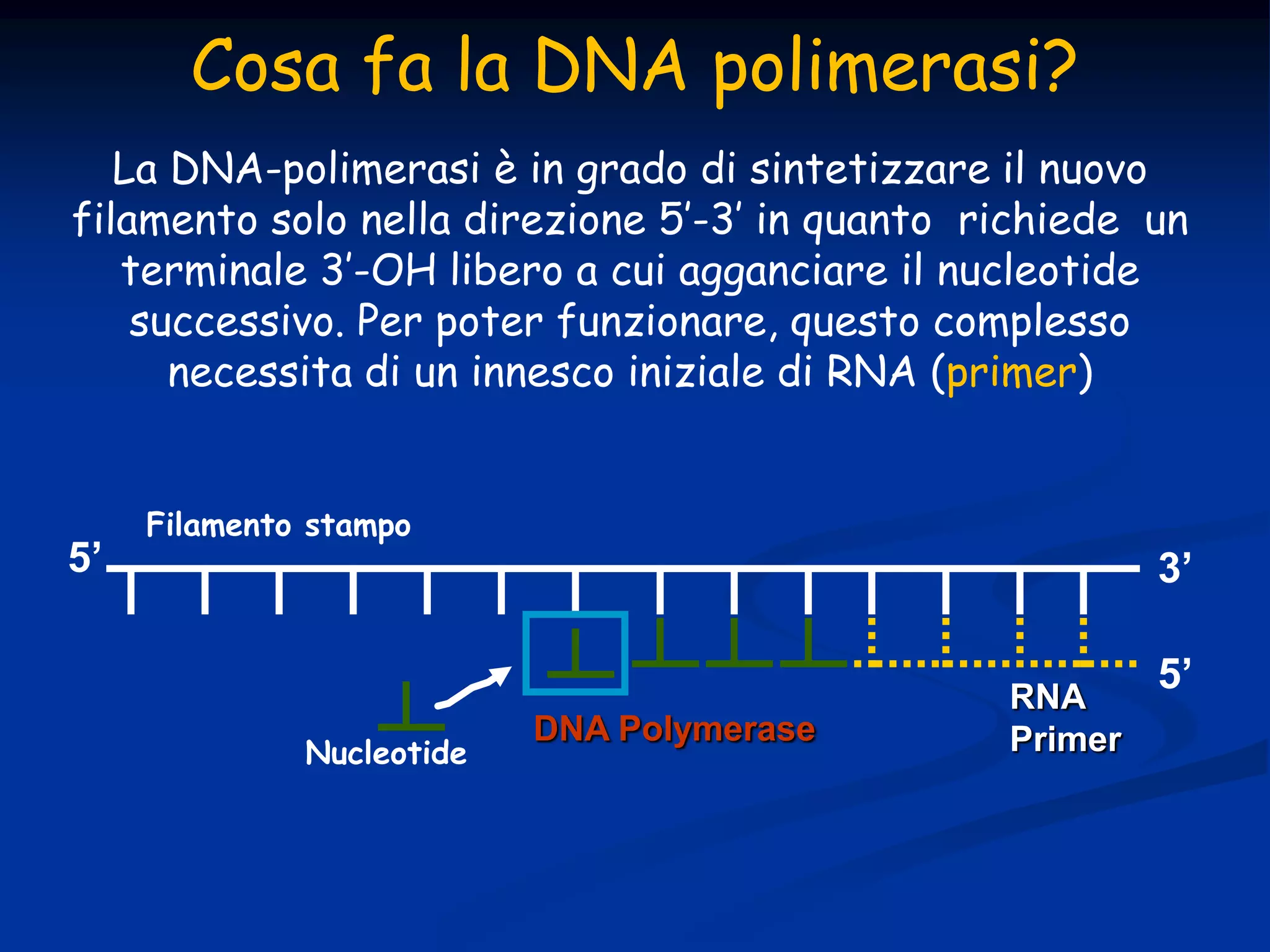 Il DNA: struttura, funzione e replicazione | PPTX