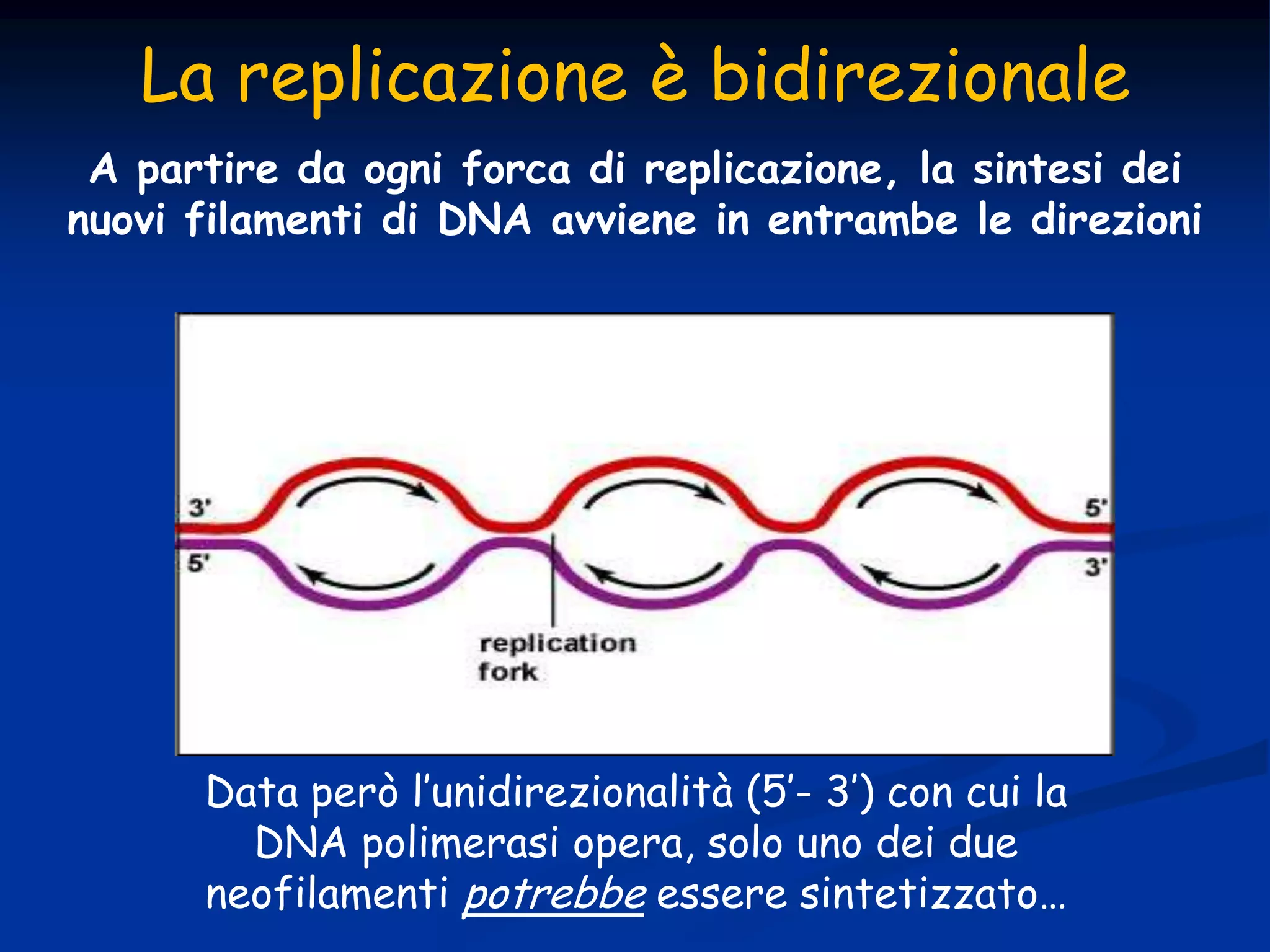 Il DNA: struttura, funzione e replicazione | PPTX