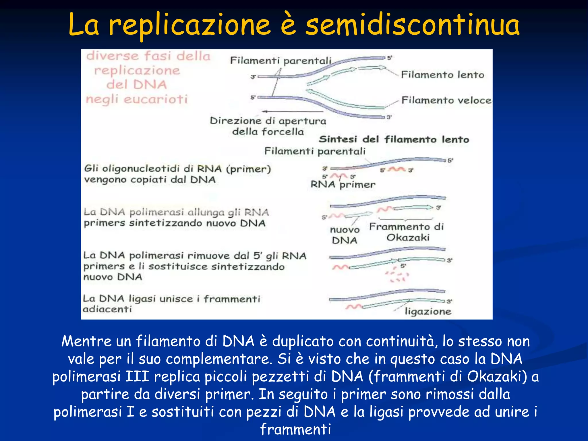 Il DNA: struttura, funzione e replicazione | PPTX