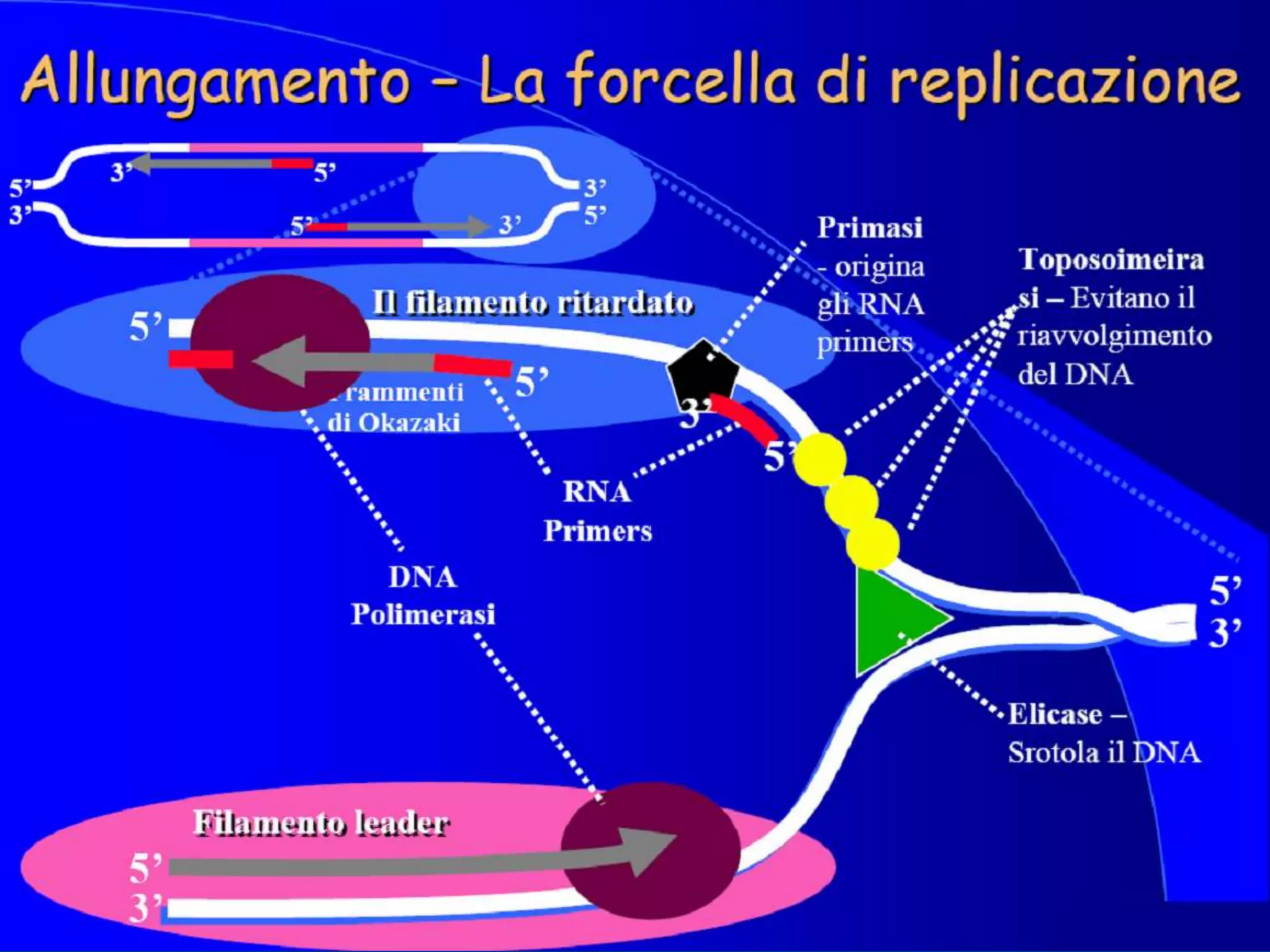 Il DNA: struttura, funzione e replicazione | PPTX