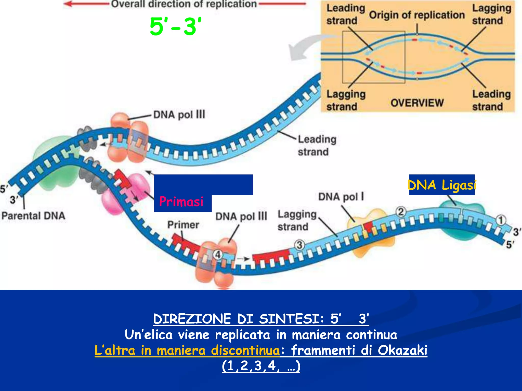 Il DNA: struttura, funzione e replicazione | PPTX