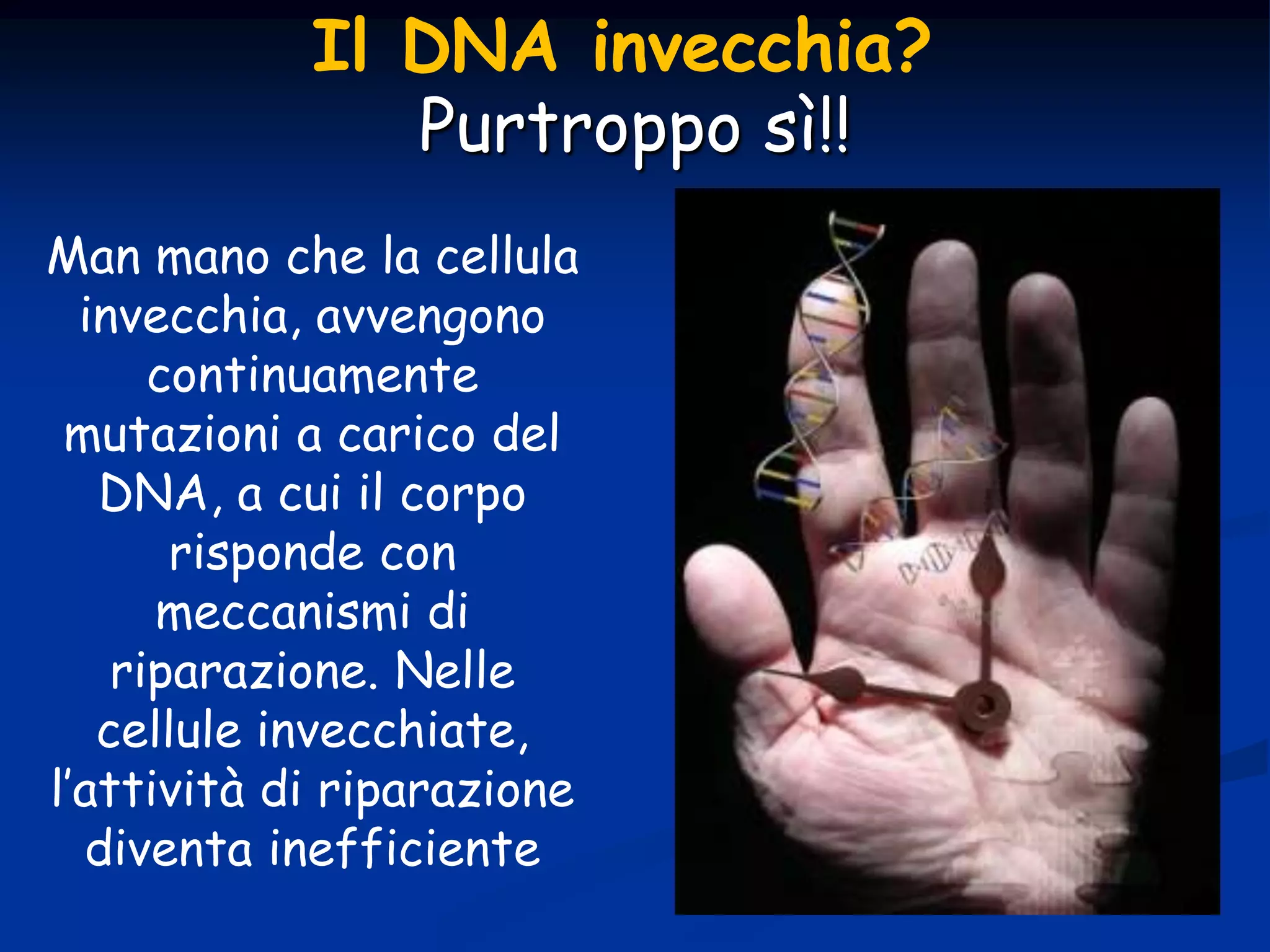 Il DNA: struttura, funzione e replicazione | PPTX