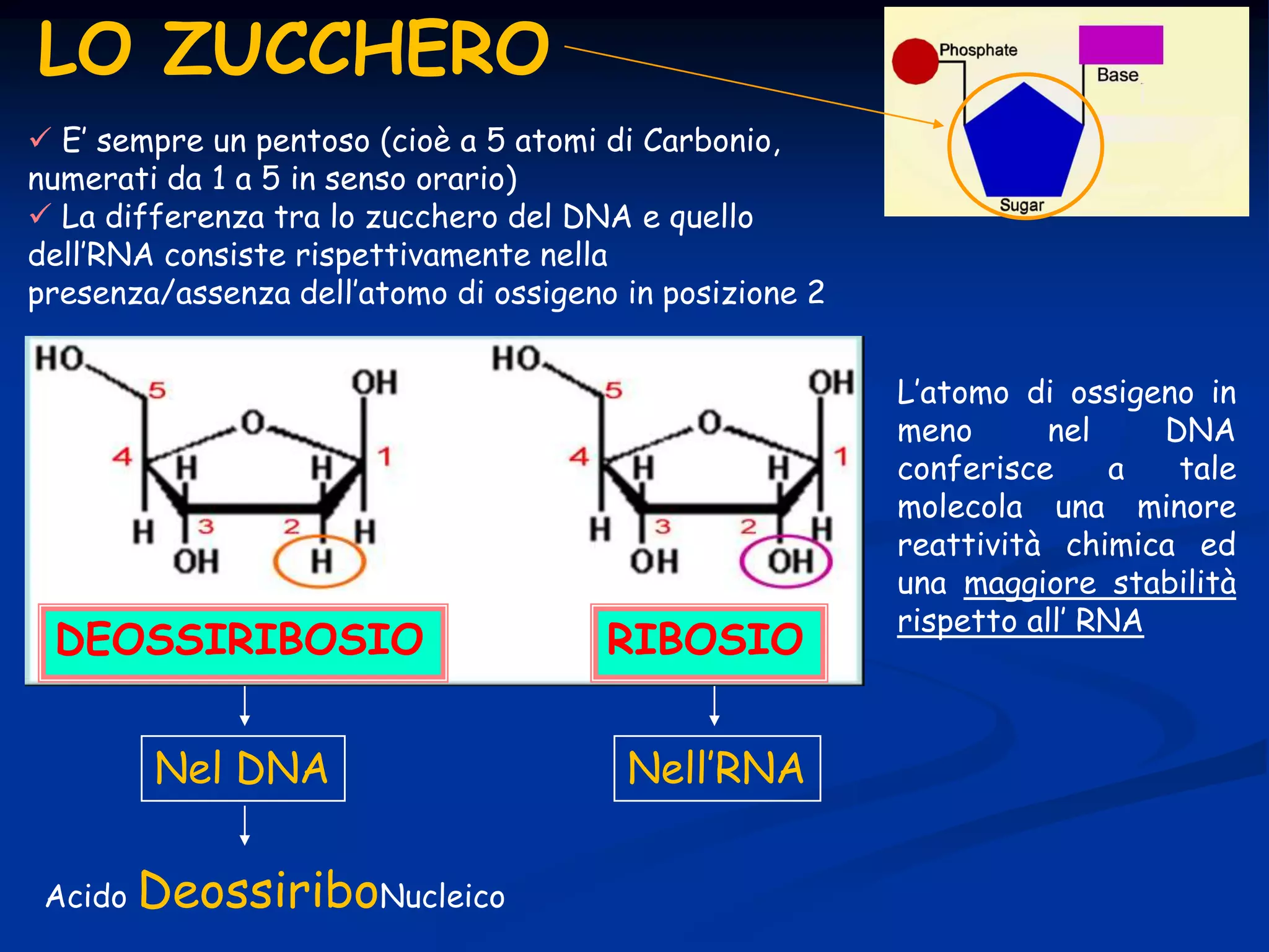 Il DNA: struttura, funzione e replicazione | PPTX