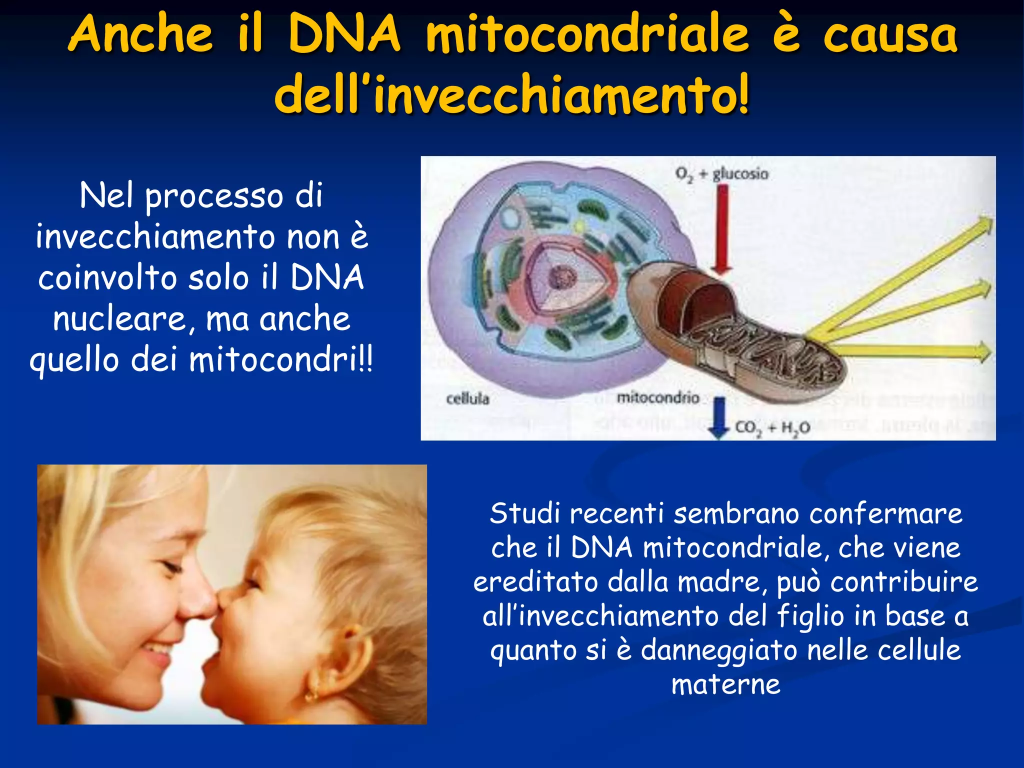 Il DNA: struttura, funzione e replicazione | PPTX