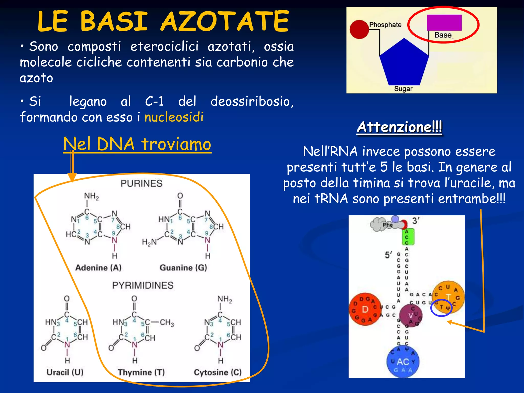 Il DNA: struttura, funzione e replicazione | PPTX